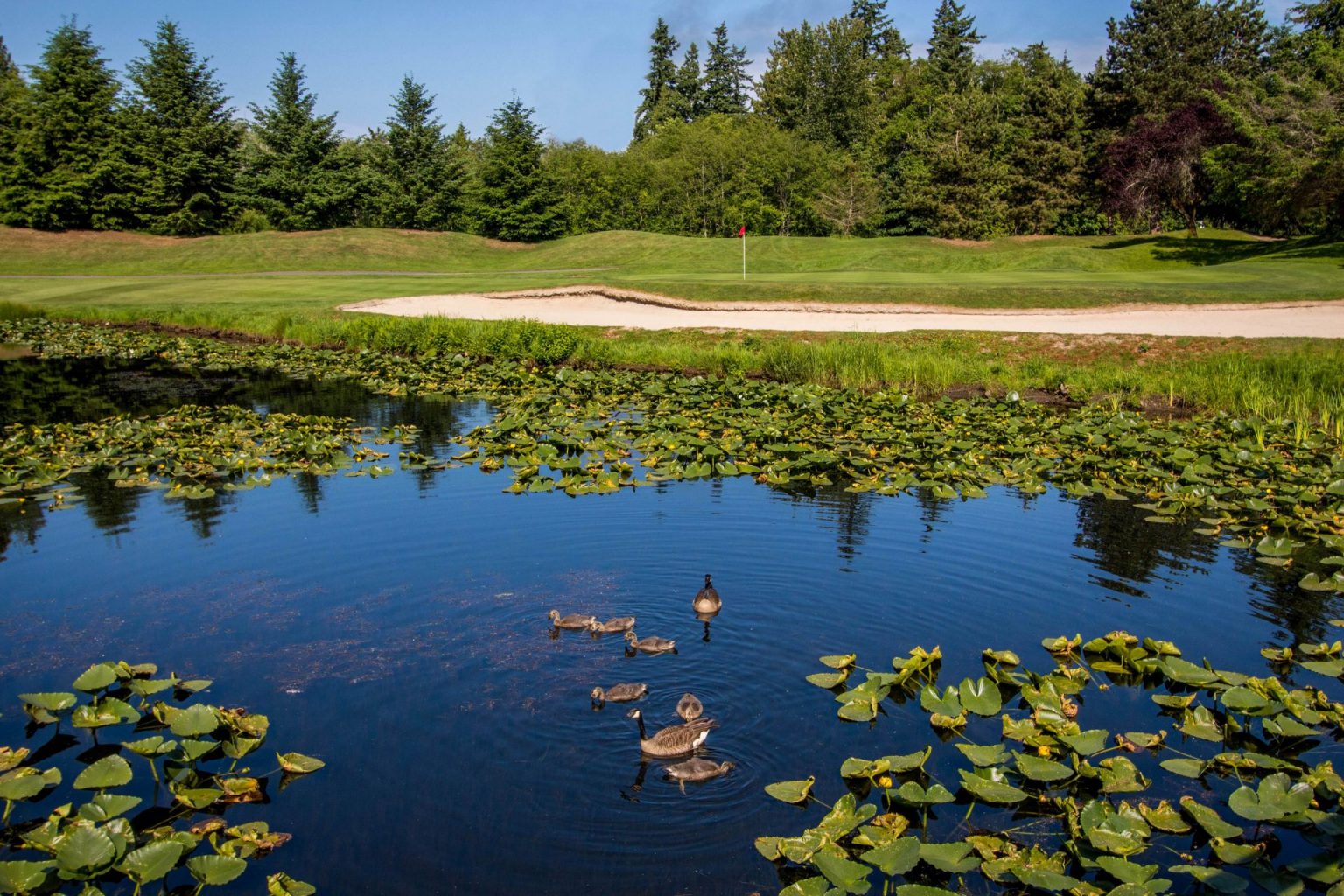 Harbour Pointe Golf Club | Seattle Golf Courses